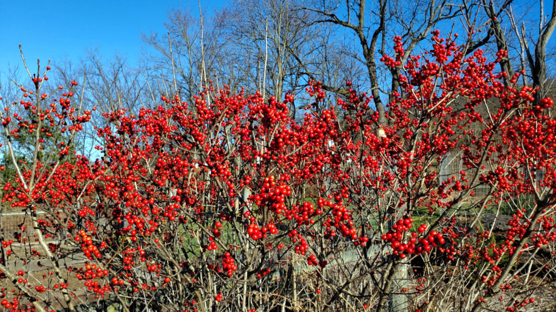 Wonderful winterberry | News, Sports, Jobs - The Express